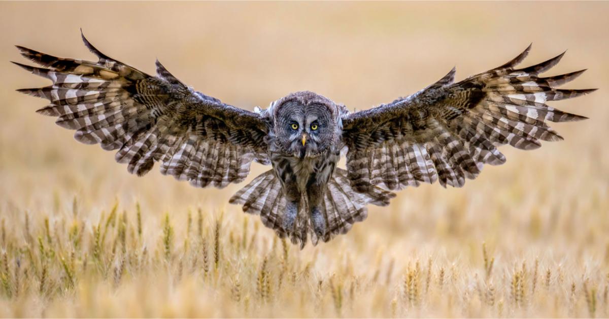 Positively Legal: Nourish Your Inner Animal | ACC Docket